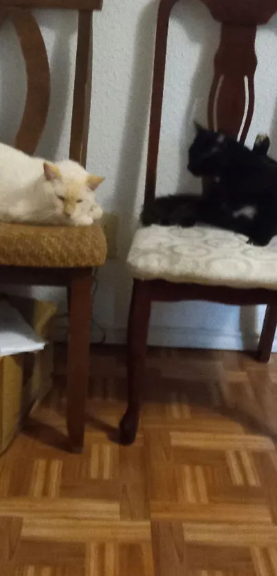 Cozy Cats on Wooden Chairs - free download