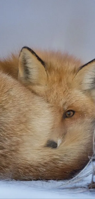 Cozy Fox in Winter Landscape - free download