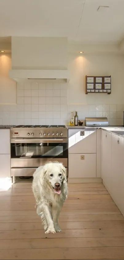 Cozy Kitchen with Golden Retriever - free download