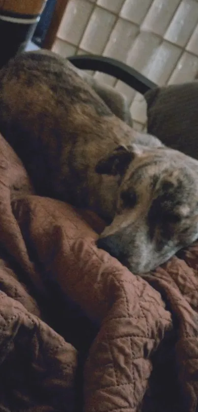 Cozy Rest with Dog - free download