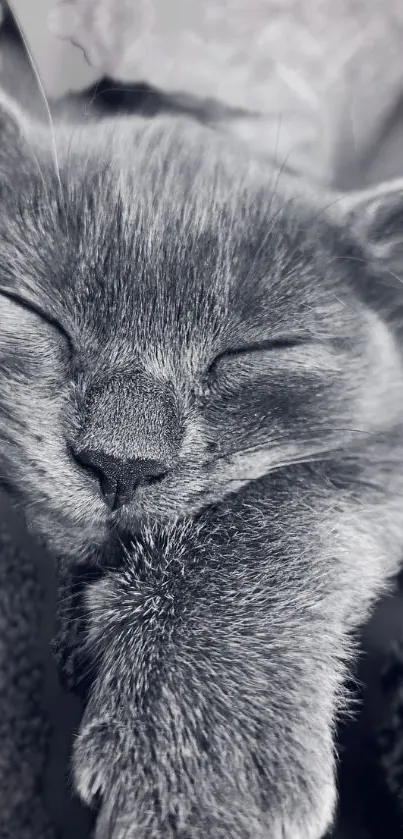 Cozy Sleeping Cat Wallpaper - free download