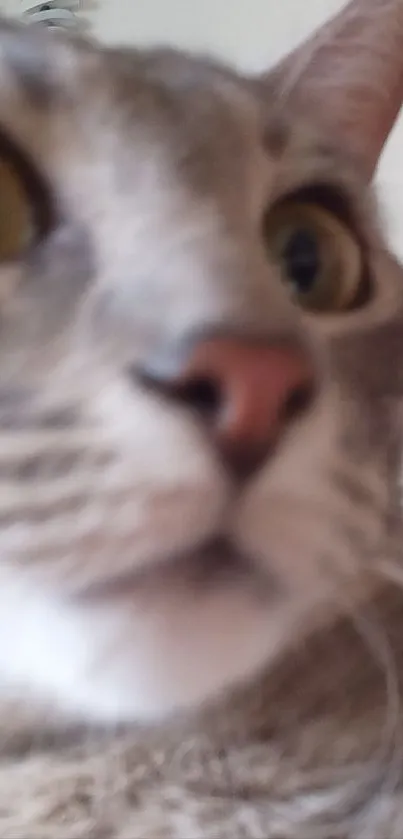 Curious Cat Close-Up Wallpaper - free download