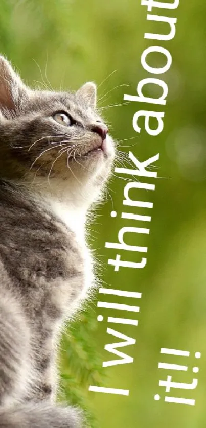 Cute Cat Inspirational Wallpaper - free download