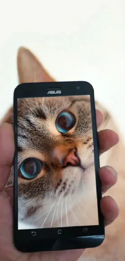 Cute Cat Phone Wallpaper - free download