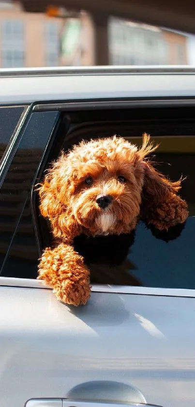 Cute Dog in Car Window - free download