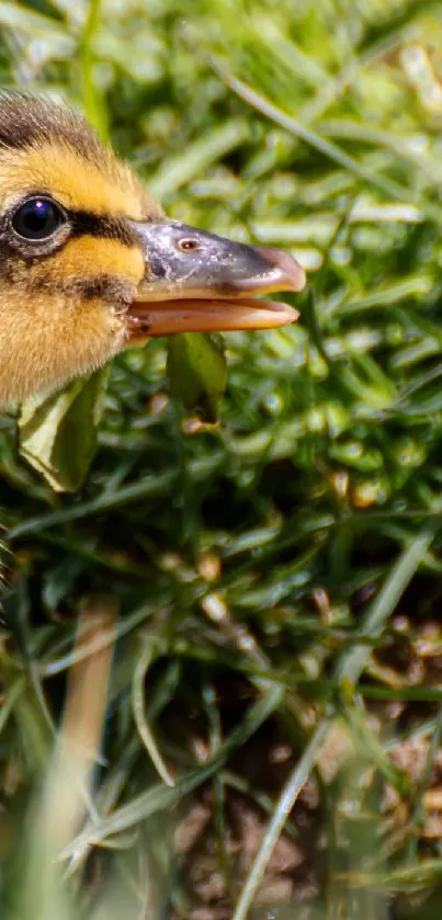 Cute Duckling in the Grass - free download