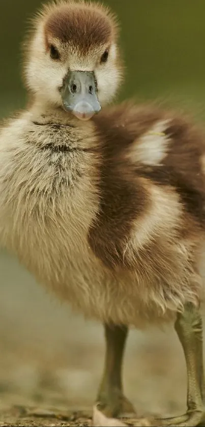 Cute Duckling Mobile Wallpaper - free download