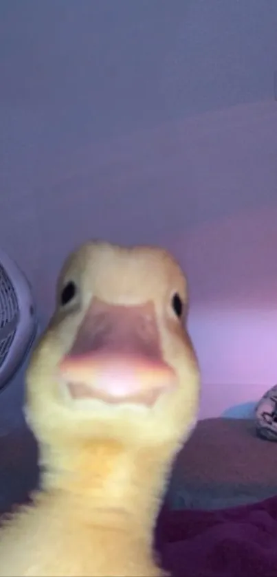 Cute Duckling Mobile Wallpaper - free download