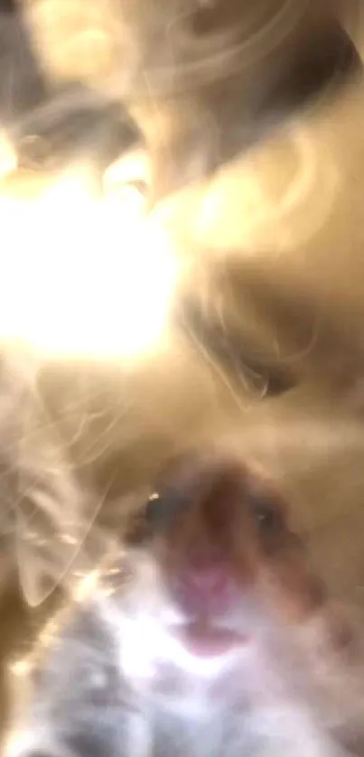 Cute Hamster Under Fan Light - free download