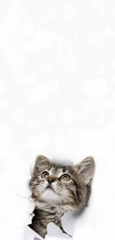 Cute Kitten Peeking Wallpaper - free download
