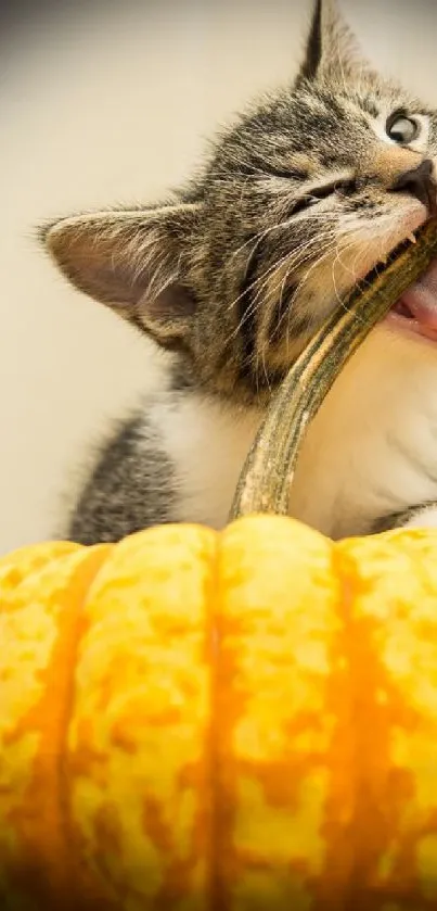 Cute Kitten with Pumpkin Image - free download