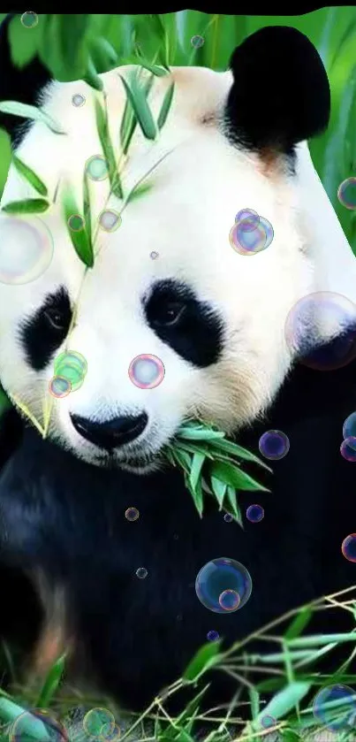 Cute Panda and Bubbles Wallpaper - free download