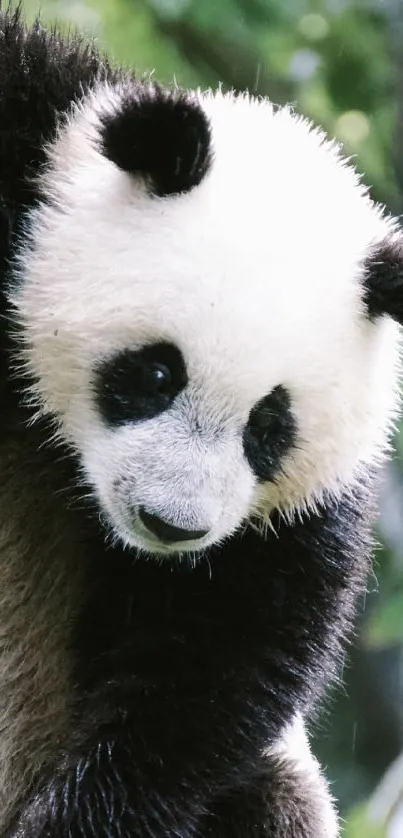 Cute Panda on Tree Wallpaper - free download