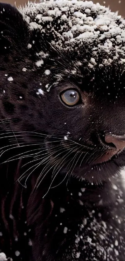 Cute Panther Cub in Snow Wallpaper - free download
