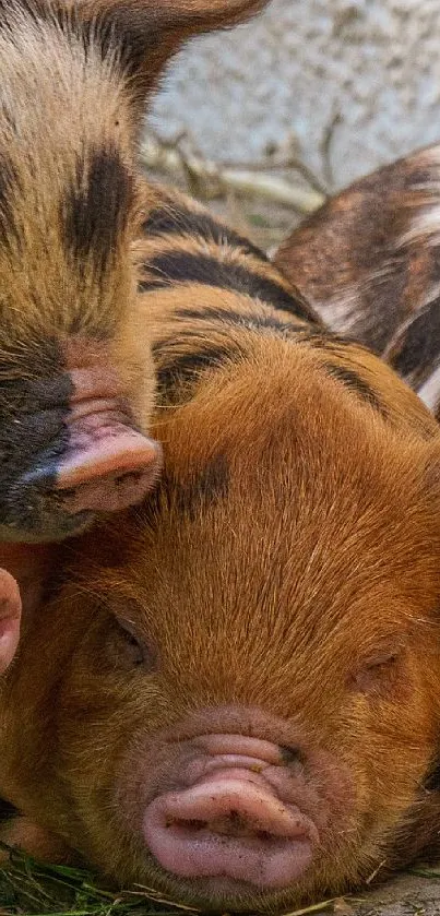 Cute Piglet Wallpaper - free download