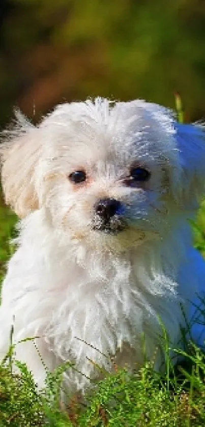 Cute Puppy in Scenic Meadow - free download