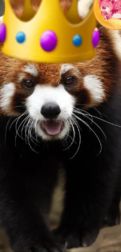 Cute Red Panda with Crown - free download