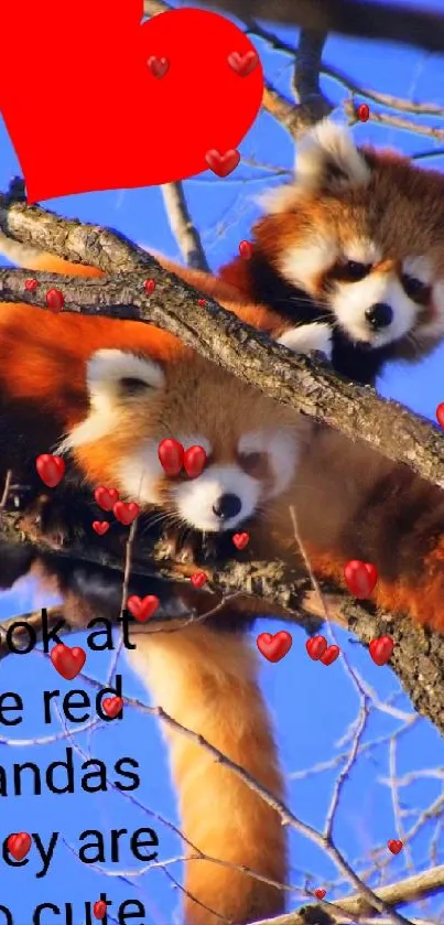 Cute Red Pandas Wallpaper - free download