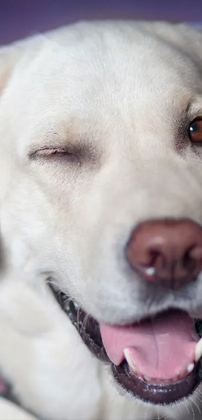 Cute Winking Dog Wallpaper - free download