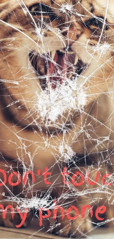 Defensive Cat Wallpaper - free download