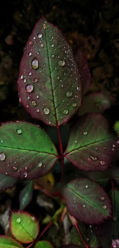 Dew on Vibrant Leaves - free download