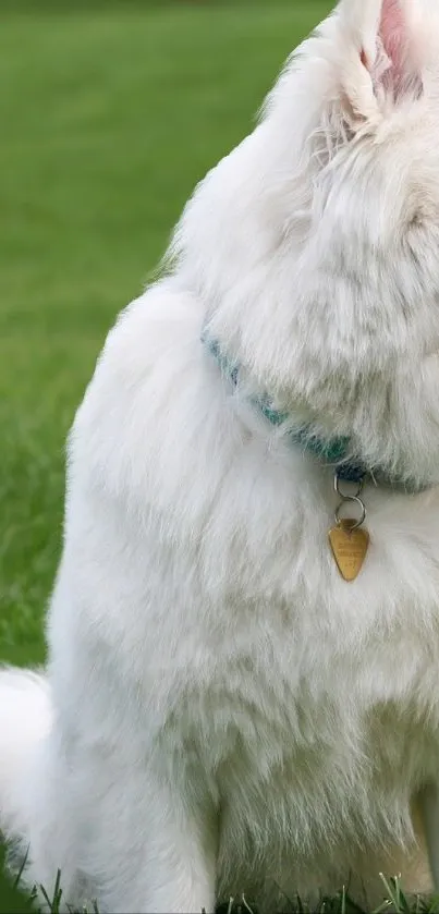 dog Live Wallpaper - free download