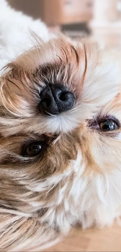cute puppy Live Wallpaper - free download