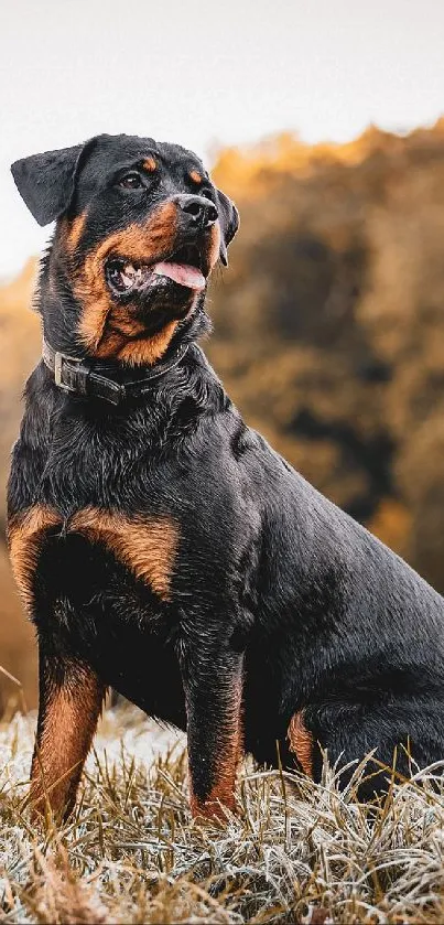 sonic Live Wallpaper - free download