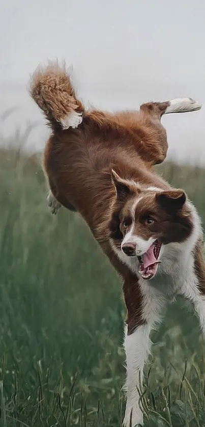 dog Live Wallpaper - free download
