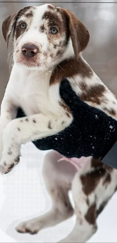 Dog Dog Breed Carnivore Live Wallpaper - free download