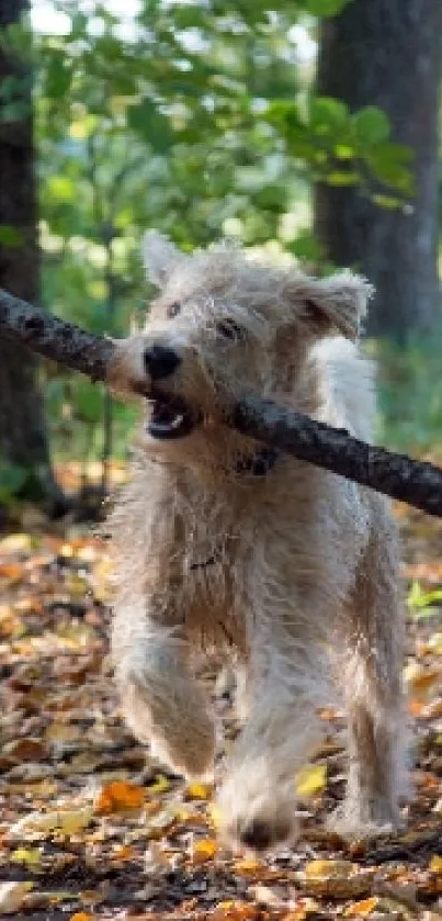 dog Live Wallpaper - free download