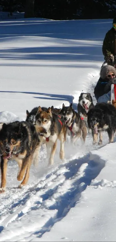 Dog Sledding Adventure Wallpaper - free download