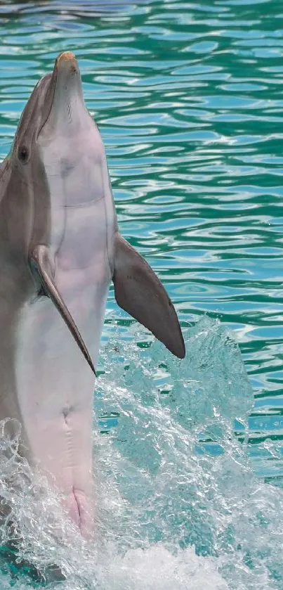 Dolphin Splash Mobile Wallpaper - free download