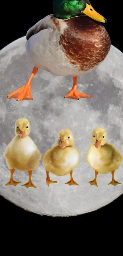 Ducklings and Moonlight Magic - free download