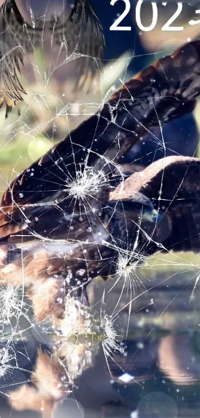 Eagle Reflection 2023 Wallpaper - free download