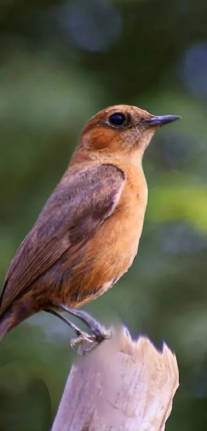 Elegant Bird on a Wooden Post - free download