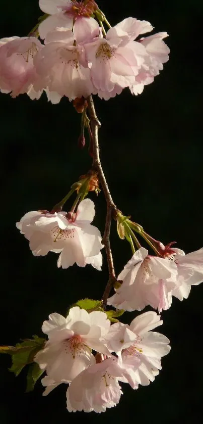Elegant Cherry Blossom Wallpaper - free download