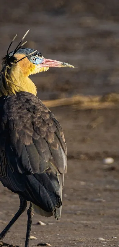 Elegant Crane on a Beach - free download