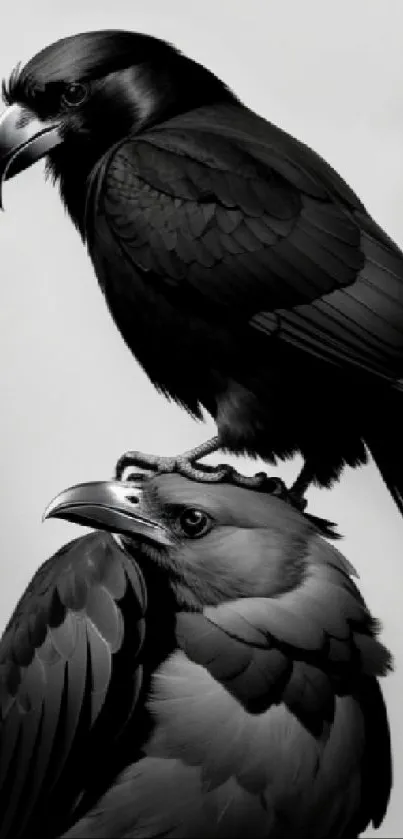 Elegant Crow Duo Wallpaper - free download