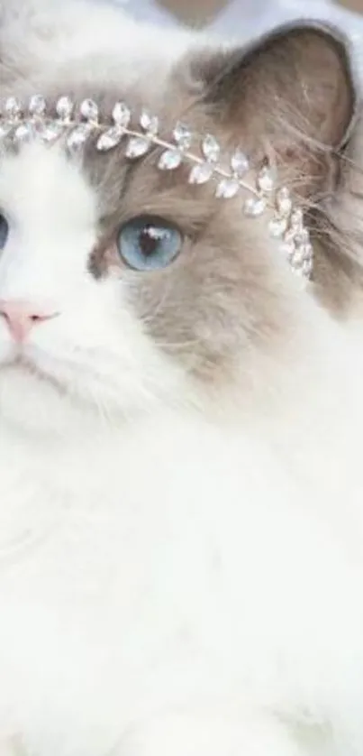 Elegant Feline with Sparkling Tiara - free download