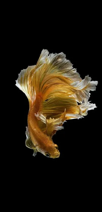 Elegant Goldfish Mobile Wallpaper - free download