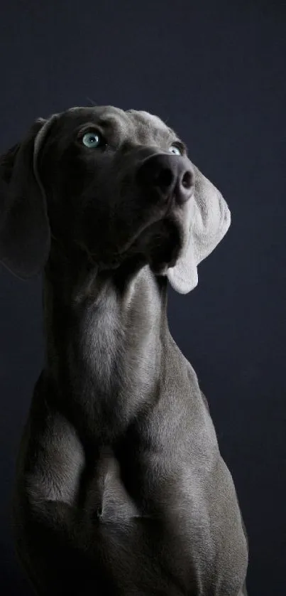 Elegant Grey Dog Wallpaper - free download