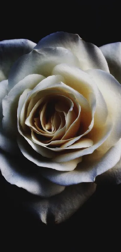 Elegant Ivory Rose in Darkness - free download