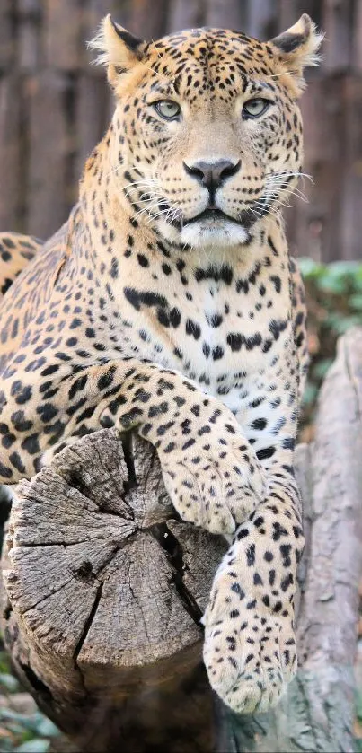 Elegant Leopard on Tree Trunk - free download