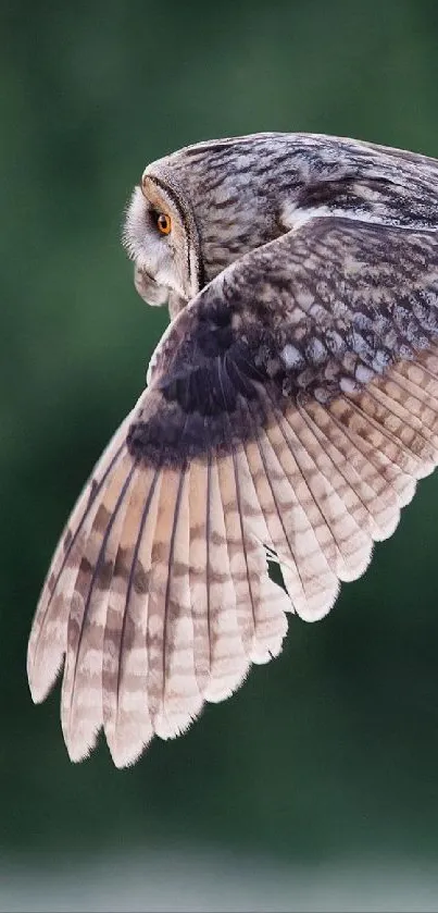 Elegant Owl in Flight Wallpaper - free download