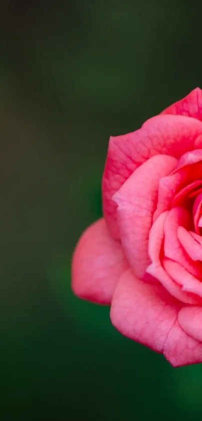 Elegant Pink Rose Wallpaper - free download