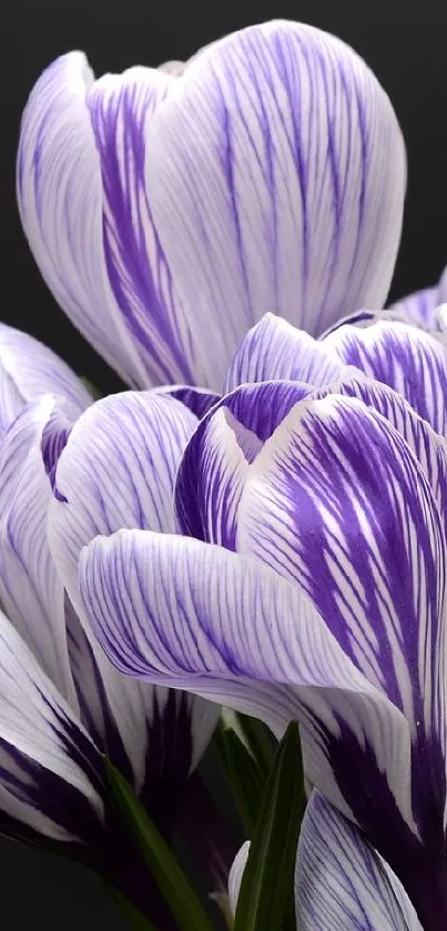 Elegant Purple Crocus Blooms - free download