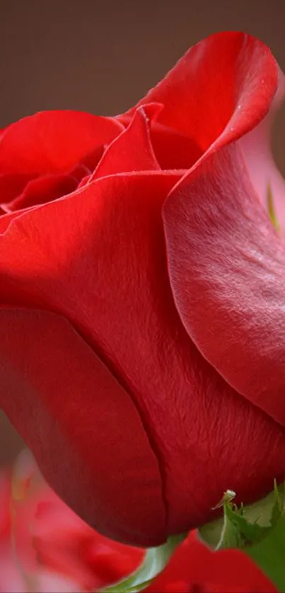 Elegant Red Rose Wallpaper - free download