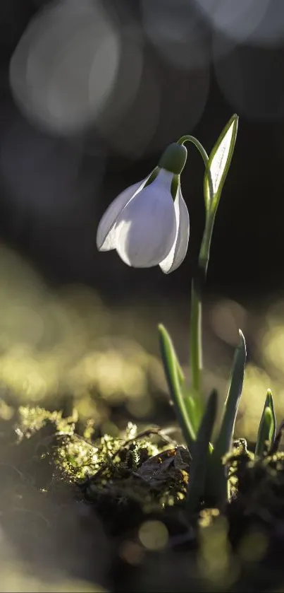 Elegant Snowdrop Blossom Wallpaper - free download