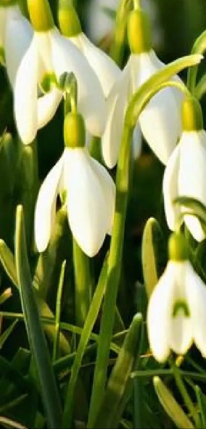 Elegant Snowdrop Flowers Wallpaper - free download